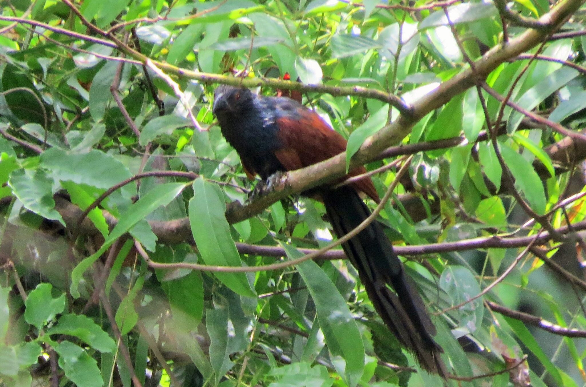 Philippine Coucal – Don Bosco School of Theology