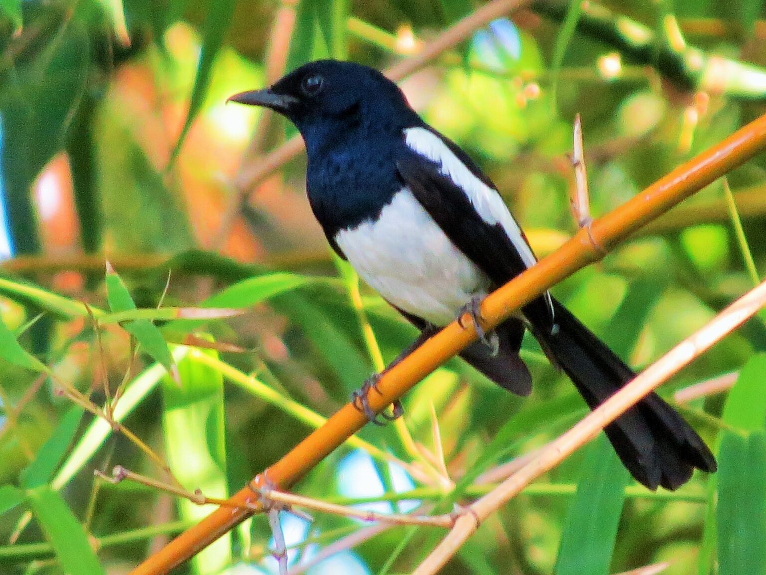 Philippine Magpie Robin – Don Bosco School of Theology