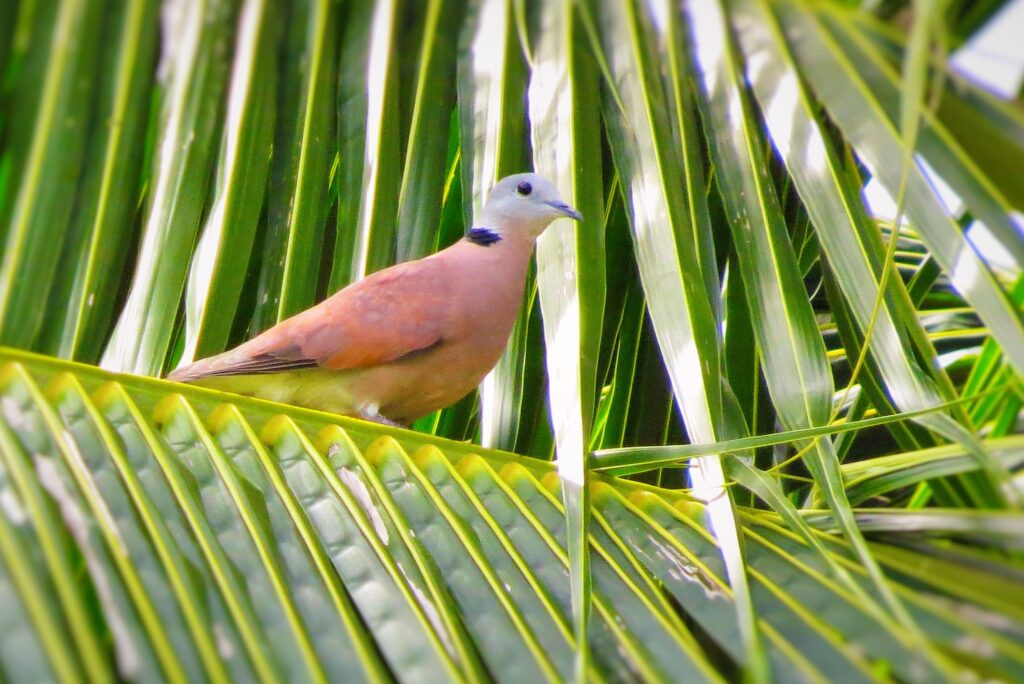 Red Turtle Dove – Don Bosco School of Theology