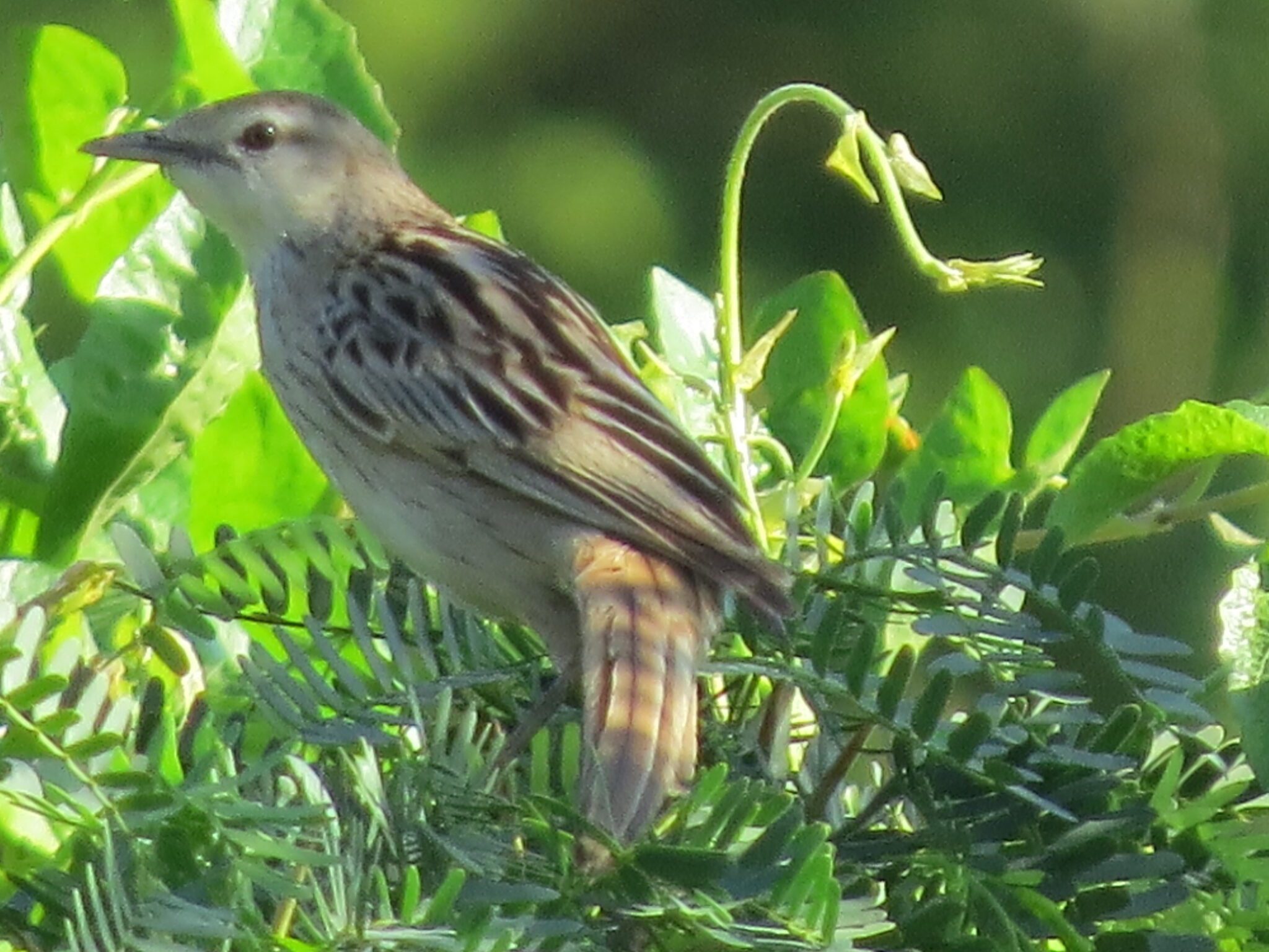 Striated Grassbird – Don Bosco School of Theology